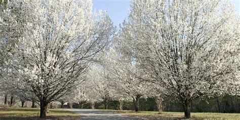 Bradford Pear Trees Are Threatening New Jersey Alpine Tree Service