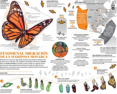 Infografías Fenomenal migración de la Mariposa Monarca