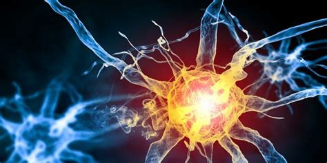 Fungsi Nukleus Peran Nukleus Dalam Sel Yang Wajib Ketahui