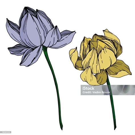 向量蓮花植物花黑白雕刻水墨藝術隔離的蓮花插圖元素向量圖形及更多一組物體圖片 一組物體 側影 傳統園林 Istock