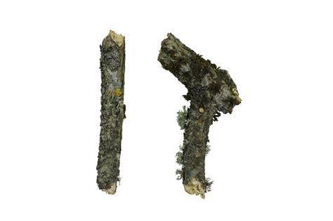 Download Twig Twigs Branch Royalty Free Stock Illustration Image Pixabay