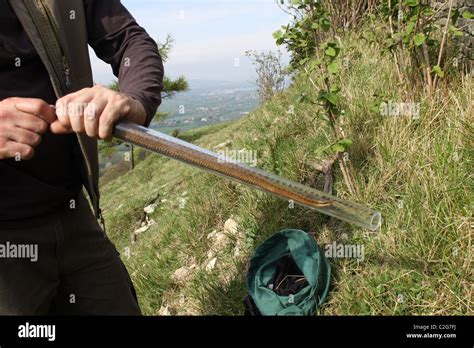 Measuring A Female Adder Vipera Berus As Part Of A Genetic Survey Cotswolds UK Stock Photo