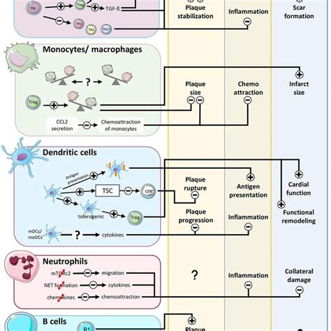 Mtor Inhibition Affects Atherosclerosis And Myocardial Infarction By