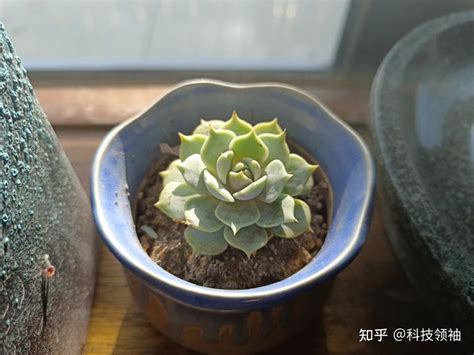 软件硬件都很强的vivo S12 Pro，轻松拍出好照片 知乎