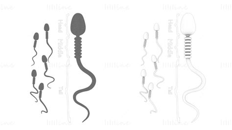 Sperm Cell Anatomy 3d Model