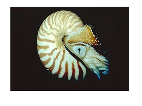 Phylum Mollusca Online Presentation