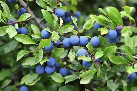 Tipos De árboles Frutales Listado Con Ejemplos Explicados