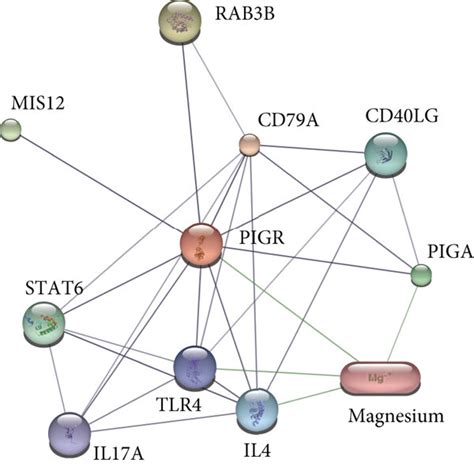 Top 100 Similar Genes Of Pigr In Gepia Database A And Protein Protein
