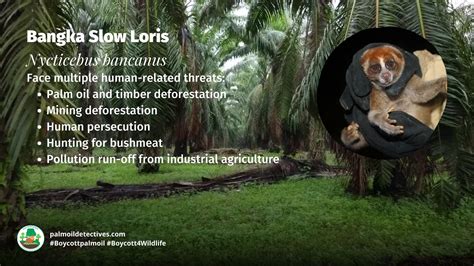 Bangka Slow Loris Nycticebus Bancanus Palm Oil Detectives