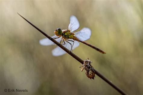 Hoe Fotografeer Je Uitsluipende Libellen Natuurfotografie