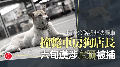 粉錦公路疑非法賽車撞死「狗店長」 68歲男子涉危駕等三罪被捕 有線寬頻 I Cable