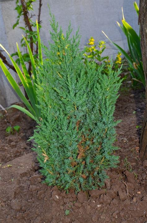 A Small Juniper Bush Stock Image Image Of Wildflower 282994587