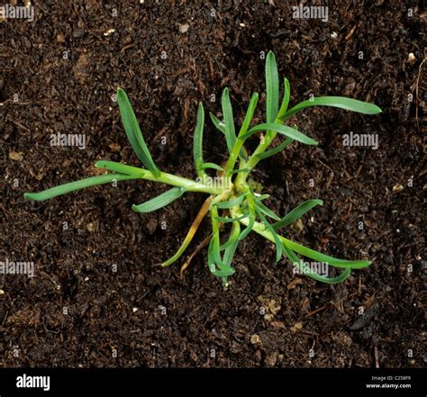 Rough Stalked Meadow Grass Poa Trivialis Young Tillering Prostrate