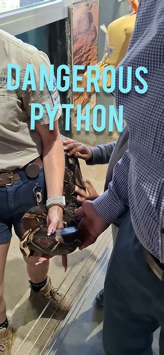 Dangerous Python Youtube
