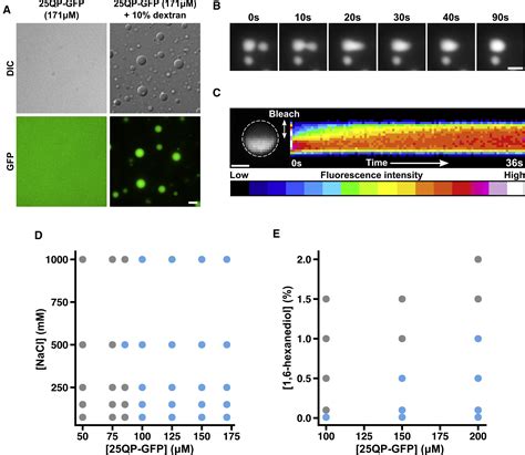 A Liquid To Solid Phase Transition Underlying Pathological Huntingtin
