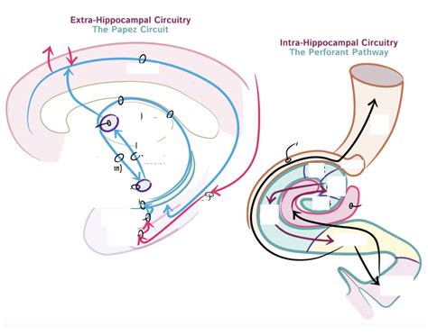 Papez And Perforant Circuits Quiz