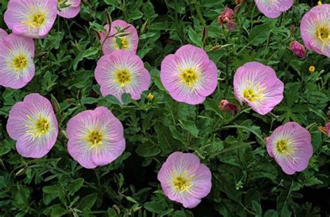 北方草本花卉 草本植物 花草 大山谷图库
