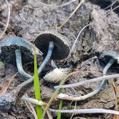 Major Types Of Psychedelic Mushrooms Mushroom Growing And Cultivation
