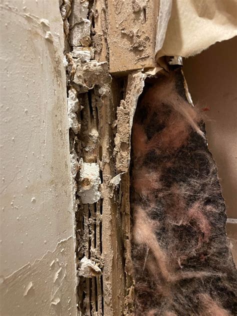 Termite History Found In Renovation Rrenovations