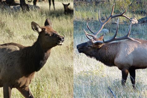 Bull Elk Archives Colorado Outdoors Online