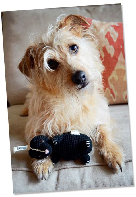 9 Idées De Animaux Trop Mignon Animaux Trop Mignon Animaux Animaux