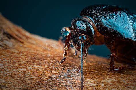 House Insect Cockroach Stock Image Image Of Entomology 272237889