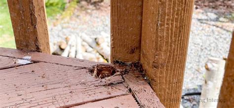 How To Hang String Lights On A Deck Jessica Welling Interiors