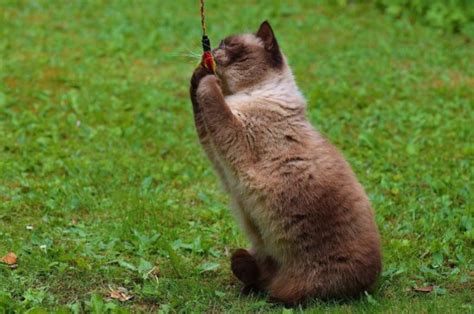 Free Picture Portrait Nature Animal Eye Cute Kitten White Cat