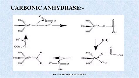 Metallo Enzymes Bsc Semester 6 Pdf