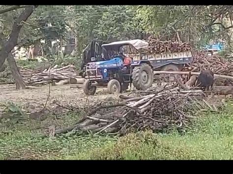 Wood Mafia Cut Banned Trees Worth Lakhs लकड़ी माफिया ने लाखों के