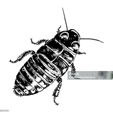곤충 점각 도면 격리입니다 바퀴벌레 또는 유행 자 수 화상 자국 및 해칭 음영 스타일에서에서 버그 벡터입니다 0명에 대한 스톡 벡터 아트 및 기타 이미지 Istock