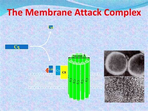 Complement System