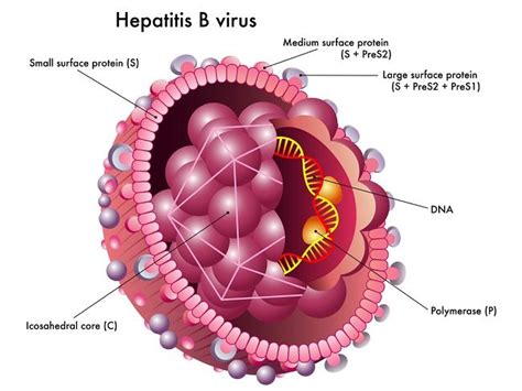 Manajemen Hepatitis B Pada Populasi Khusus Alomedika