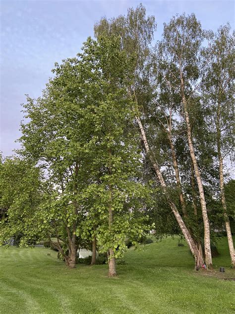 Tulip Poplar Pruning Rarborists