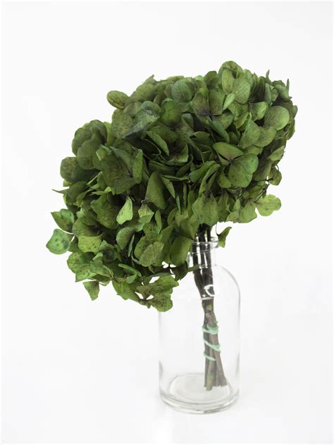 Гортензія широколиста стабілізована на гілці Verdissimo Hrt 0100 зелена купити в Україні за