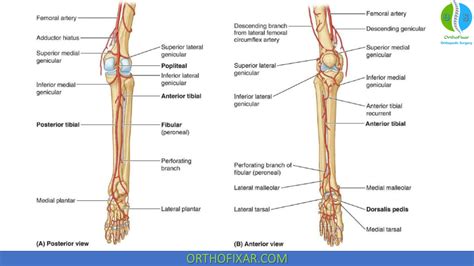 Lateral Compartment Of Leg Fibularis Muscles Nerves And Function