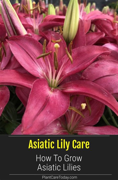 How To Grow And Care For Asiatic Lily Artofit