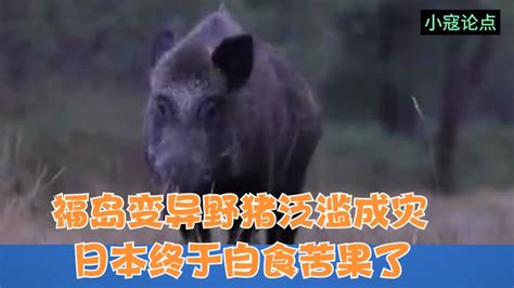 顶行人撞电车，福岛变异野猪泛滥成灾，日本终于自食苦果了国际国际社会好看视频