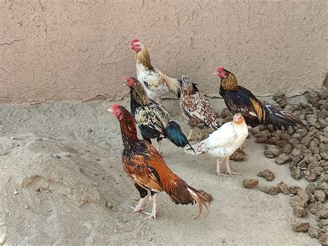 تعلیم نسواں کوئی بھی معاشرہ عورت کی تعلیم کے بغیر ترقی نہیں کر سکتا
