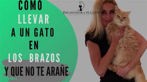 Cómo agarrar un gato que no se deja consejos para una relación
