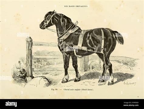 Well Defined Mane Hi Res Stock Photography And Images Alamy