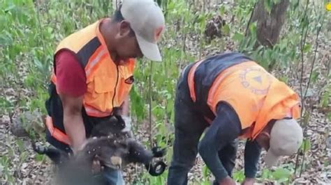 Altas temperaturas provocan la muerte de 147 monos en la república