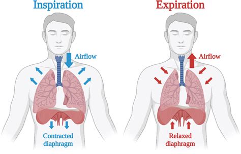 Schematic Illustration Of The Inspiration And Expiration Stages Of The