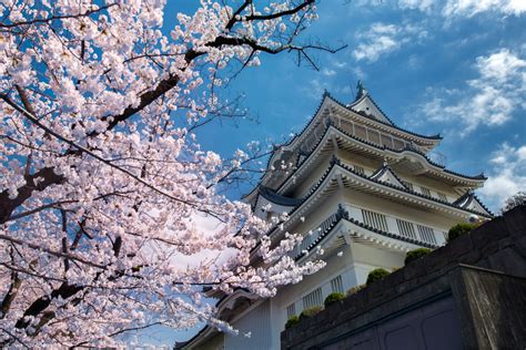 【2022版】千葉で桜を見るならここ！開花予想と一緒に4選紹介 Aumo アウモ