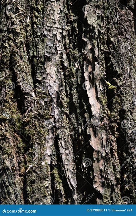 Seamless Tree Bark Texture Stock Photo CartoonDealer