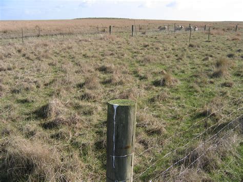 Morgan Plant Ecology Blog What Is Grazing In Native Grasslands Actually Trying To Achieve