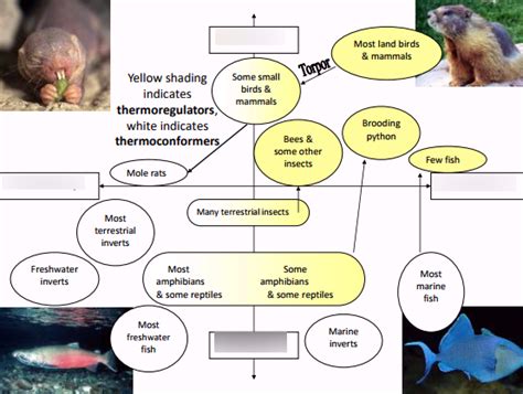 Biology Exam 4 Diagram Quizlet