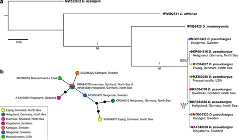 A Bayesian Phylogenetic Tree Of D Pseudoargus Estimated From Coi Data