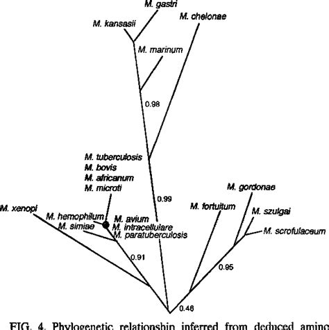 Table 1 From Nucleotide Sequence Comparison Of The Mycobacterial Dnaj