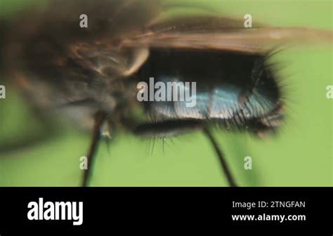 Insect Diptera Halteres Stock Videos And Footage Hd And 4k Video Clips